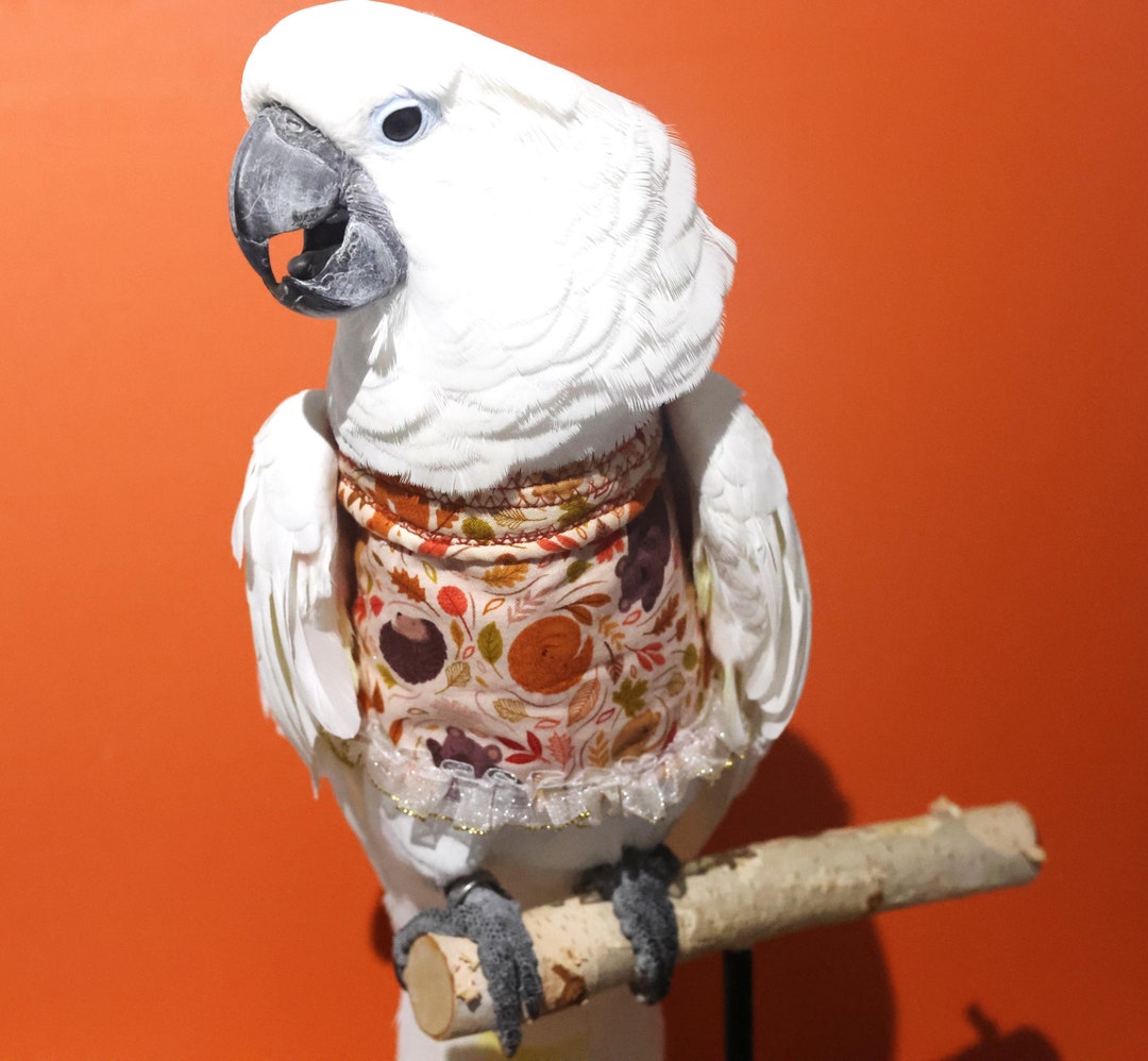 Umbrella Cockatoo Cozy Autumn Woodland Animal Print Dress Harness - Etsy