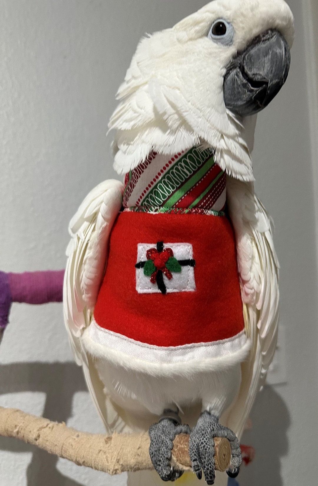Crimson Plume Guardian for Umbrella Cockatoo - Etsy