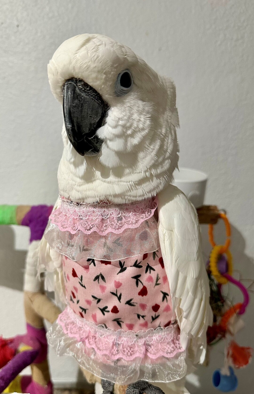 Spring Pink Señorita Dress for Umbrella Cockatoo Only - Etsy