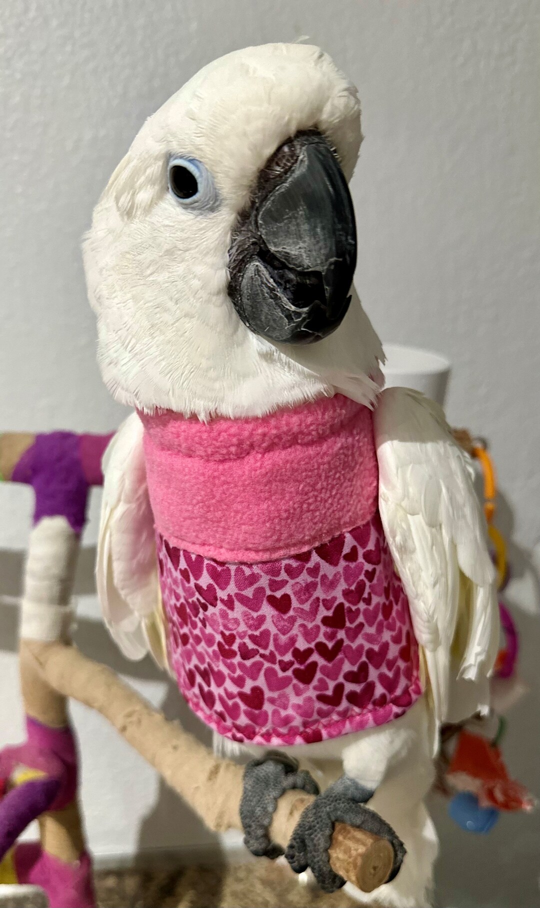 Sweetheart Vest for Umbrella Cockatoo and Macaw - Etsy
