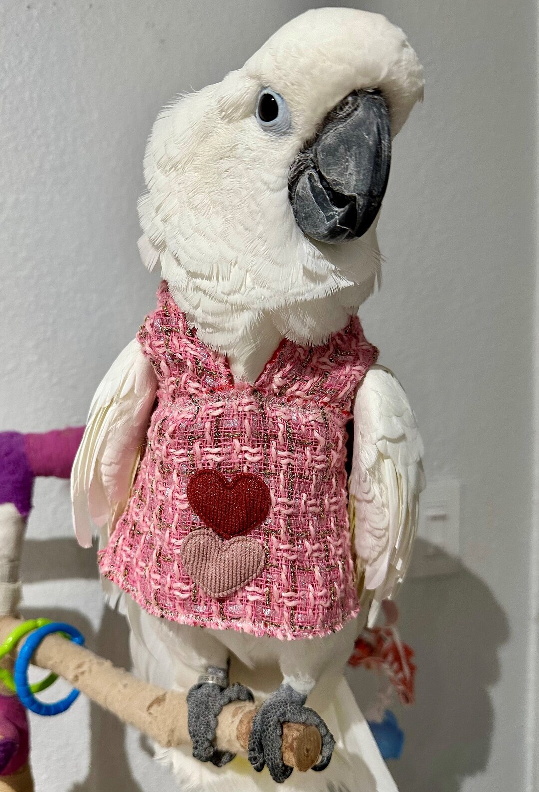 Avian Couture Elegance Hoodie for Umbrella Cockatoo - Etsy
