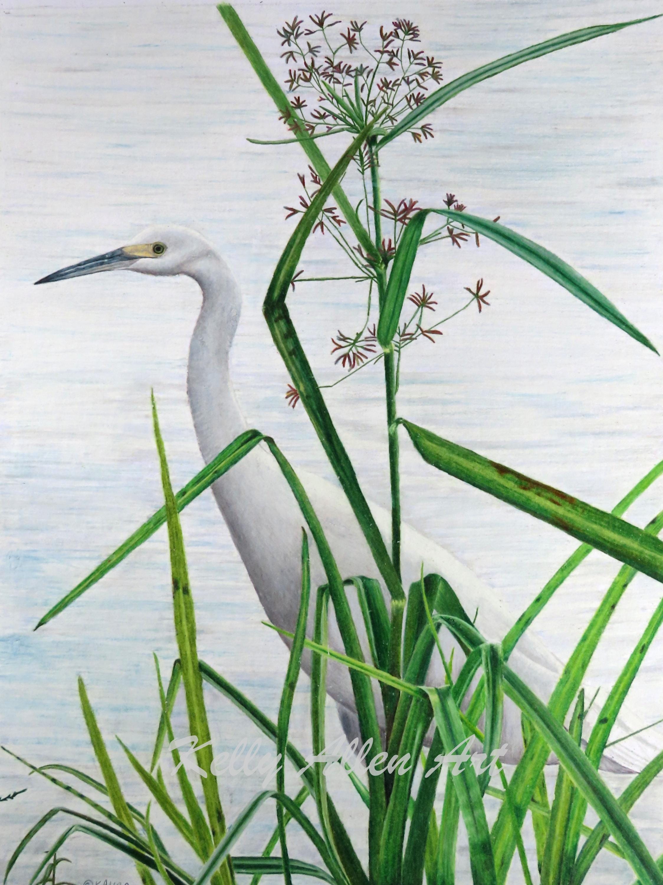 Color Pencil White Egret - Etsy