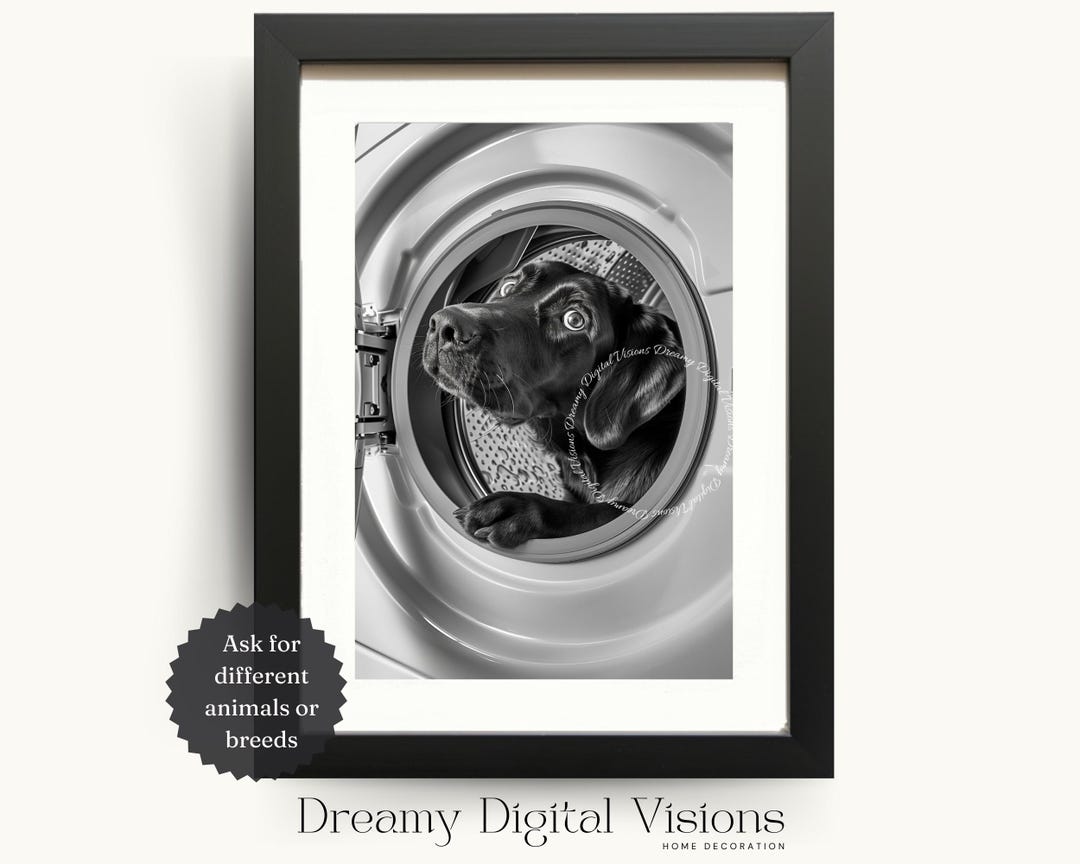 Black Labrador Peeking Out From a Washine Machine, Laundry Room Print ...