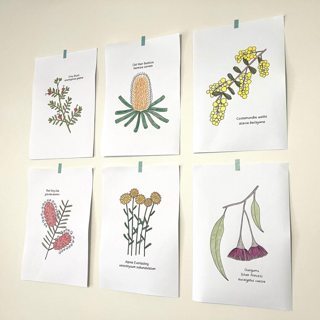 Colouring Sheets Australian Native Plants, Hand Drawn Flowers ...