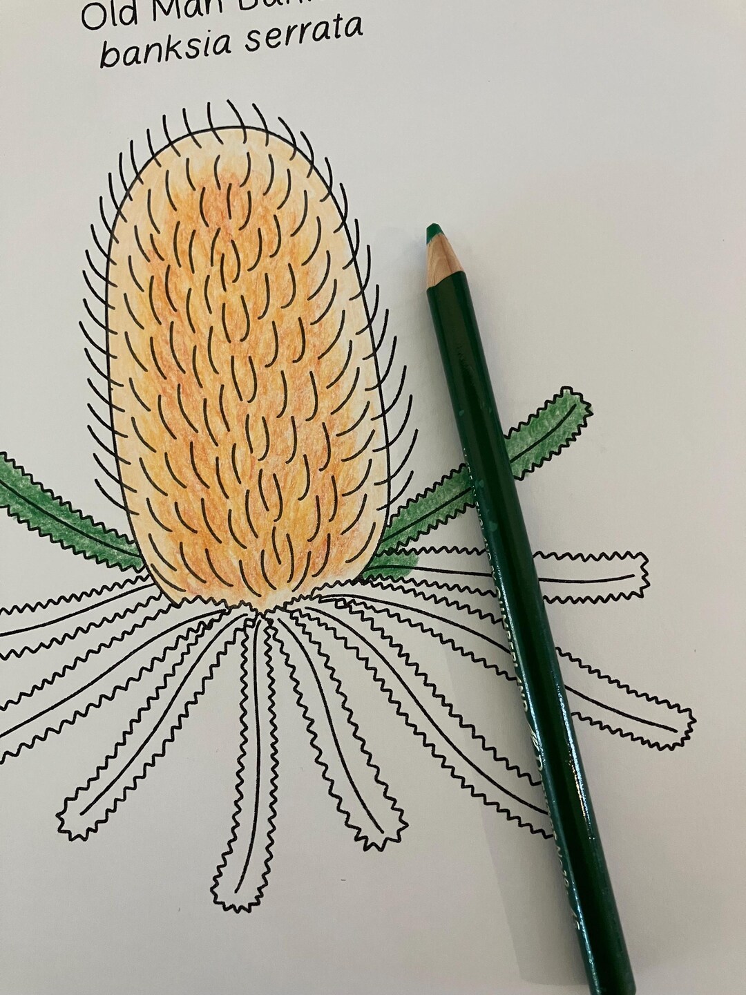 Colouring Sheets Australian Native Plants, Hand Drawn Flowers ...