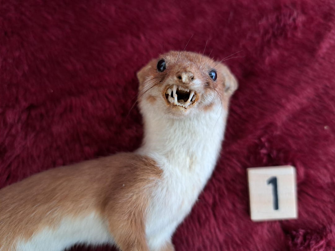 Ermine Preparation Least Weasel Trophy Morbid Gift Old Taxidermy ...