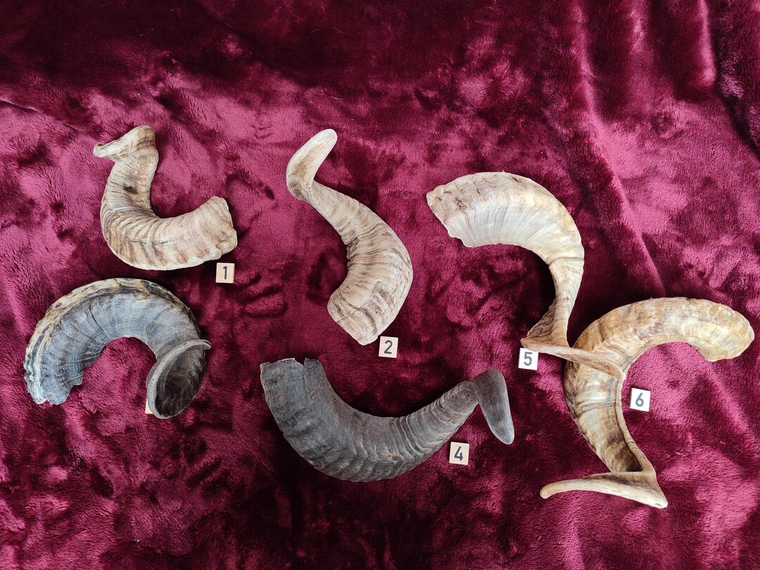 Various Horns Sheep Sheep Horn Ram Horns Real Animal Horn Decorative ...