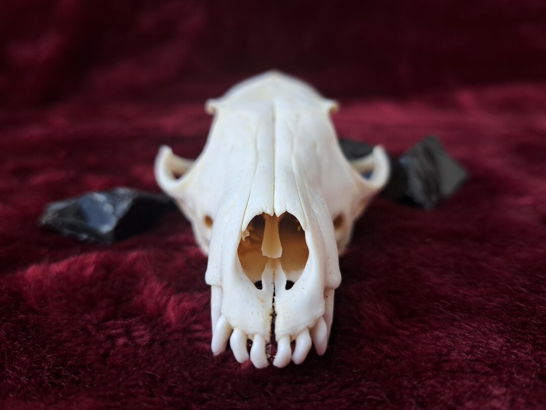 Fox Skull, Red Fox Skull, Upper Jaw Head, Unique With Teeth | for ...