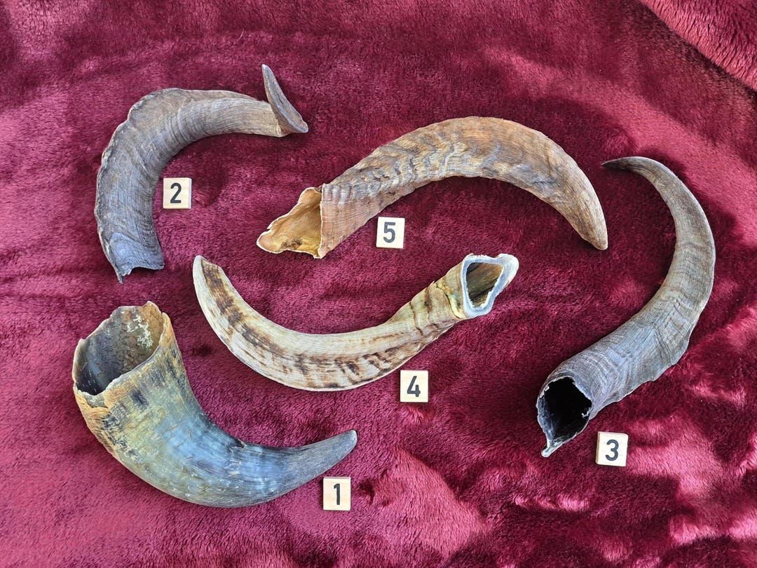 Various Horns Sheep Sheep Horn Ram Goat Horns Cattle Goat Horn Cattle ...