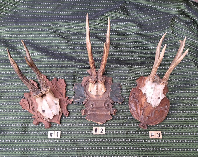 Unique Deer Antler, Original Wooden Trophy, Victorian Carving, Antique ...