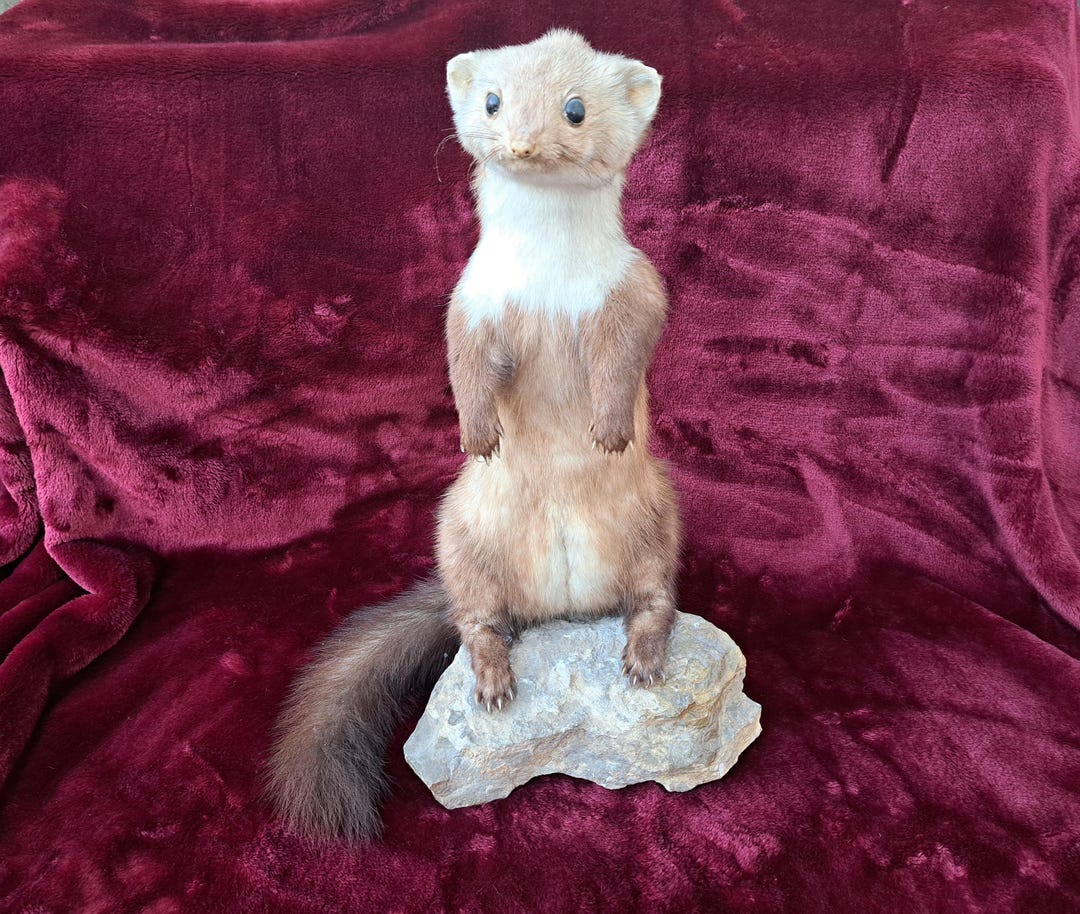 Unique Stone Marten Animal Preparation Marten Weasel Trophy Hunting Old ...