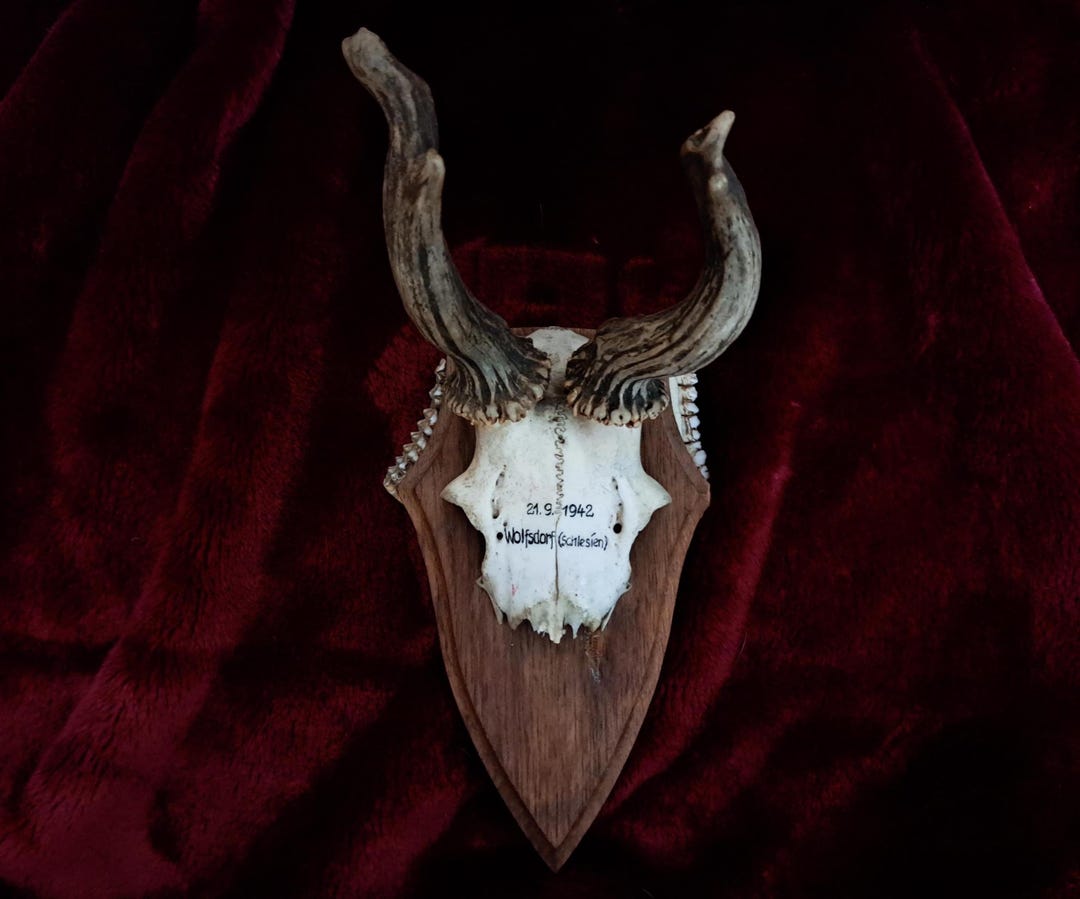 Morbid Roe Deer Antlers, Roebuck Antlers, Original 1942 Trophy, Silesia ...