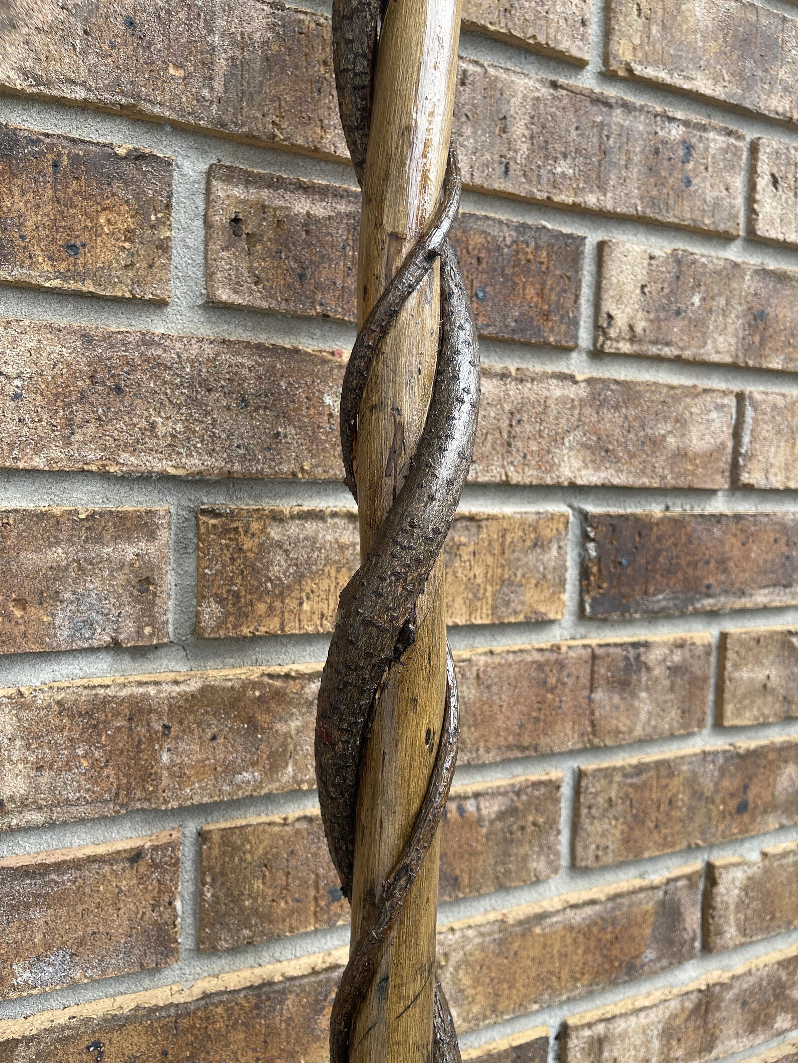 Sumac Tree Walking Stick Walking Stick - Etsy