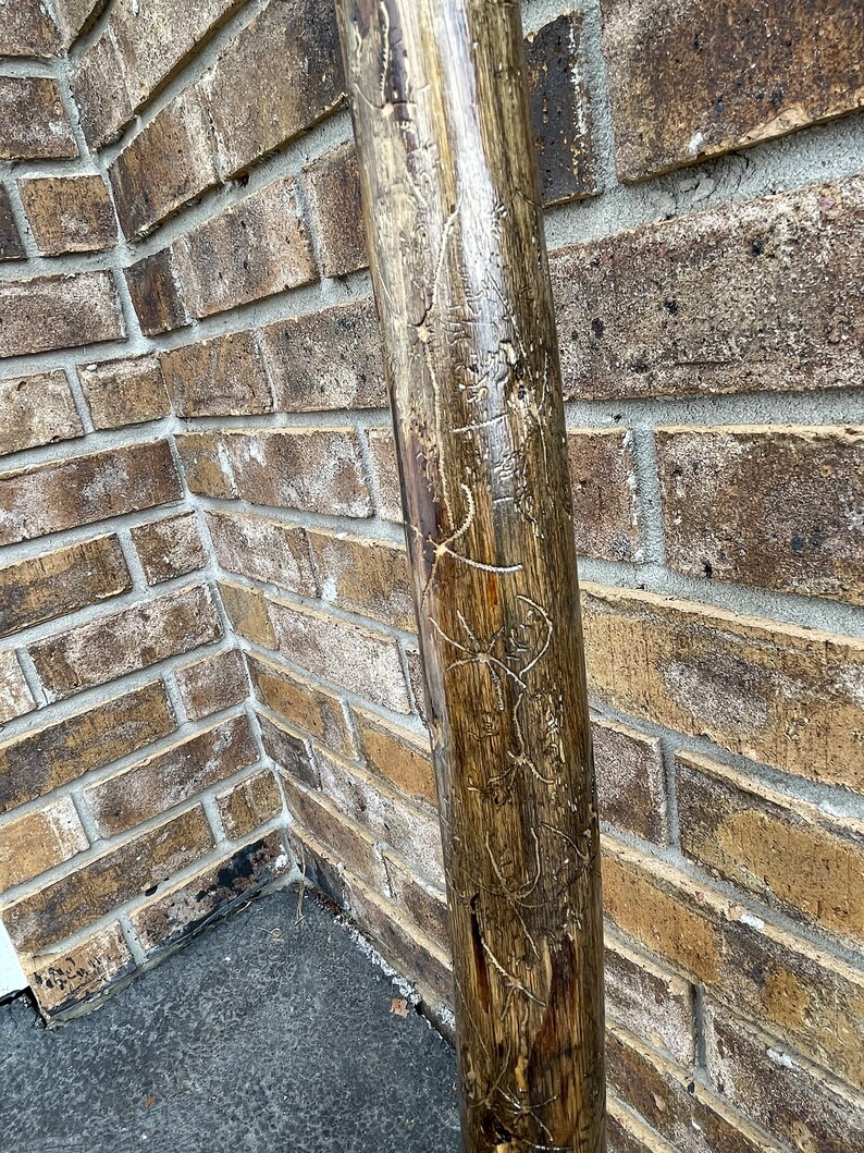 Sumac Tree Walking Stick • Walking Stick - Etsy