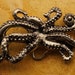 Belt Buckle Silver-colored Octopus - Belt Buckle Sea Creature Squid ...