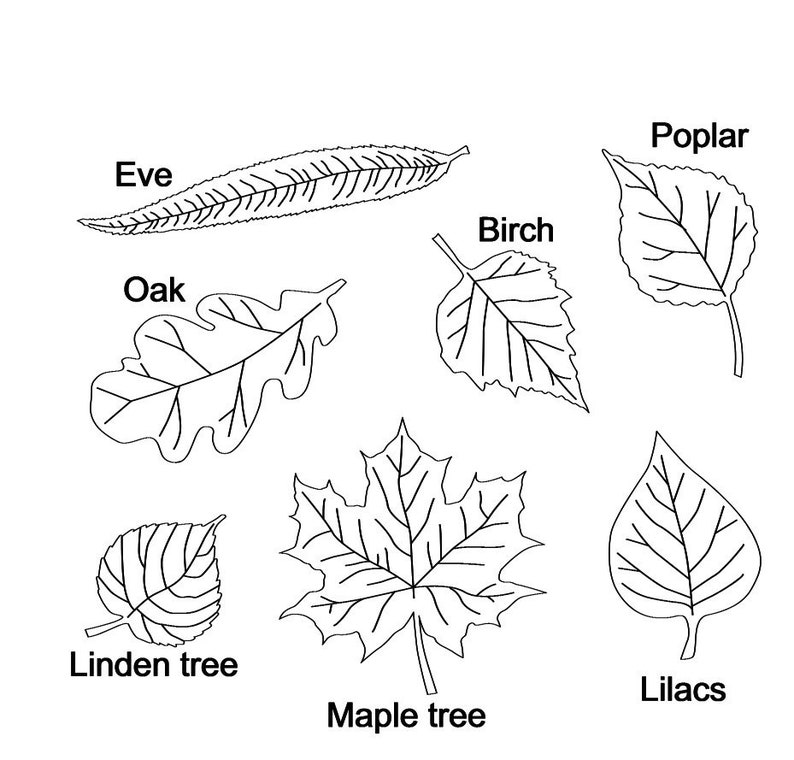Leaves Svg/eve/birch/poplar/oak/linden Tree/maple Tree/lilacs/for Laser ...