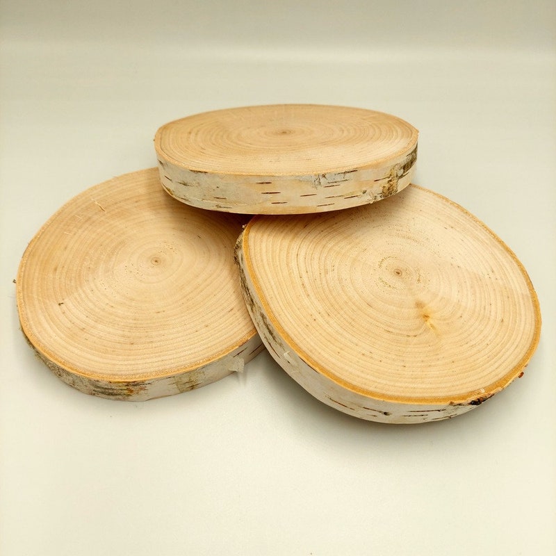 Birch Tree Slice - Etsy