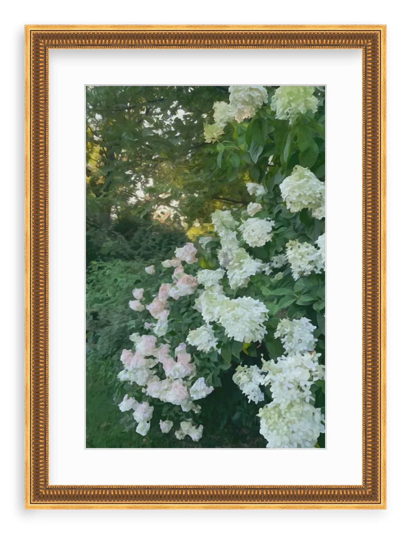 Hydrangea Photography Digital Download, Limelight Hydrangea Digital ...