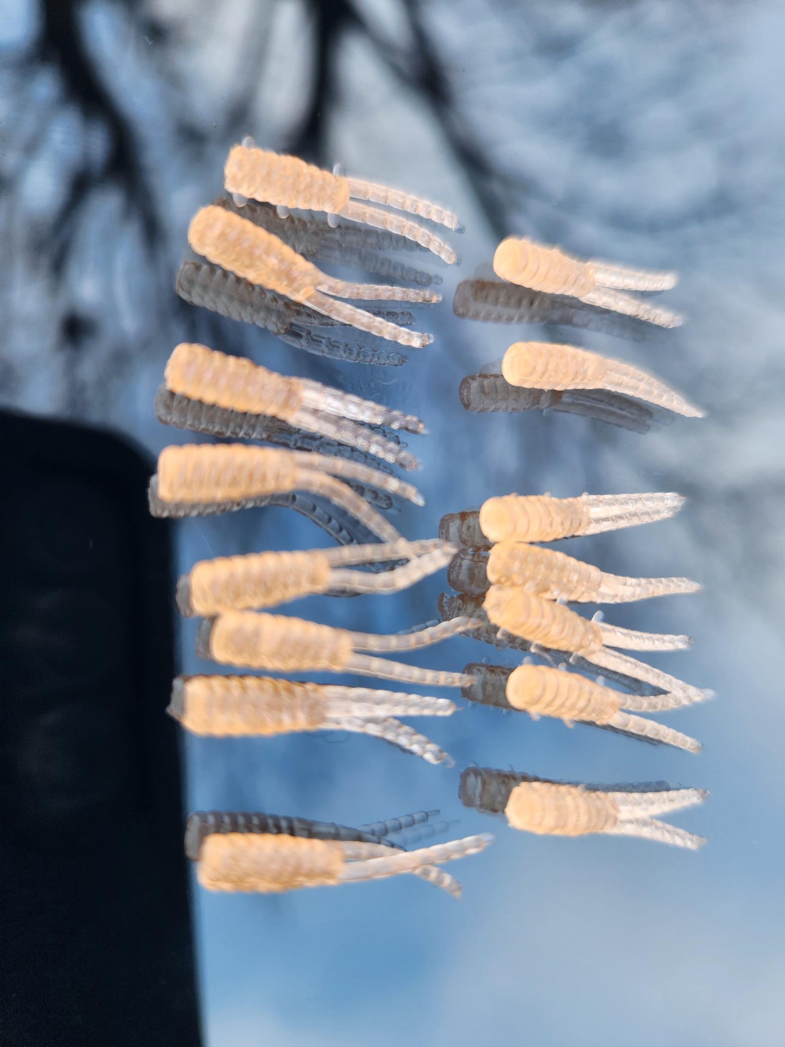 STS .75 Ice Twin Tickler Soft Plastic Ice Fishing Bait -- Sherbet ...