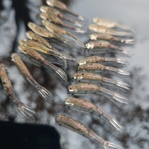 STS 1.25 Ice Minnow Soft Plastic Ice Fishing Bait -- Larva Bomb - Etsy