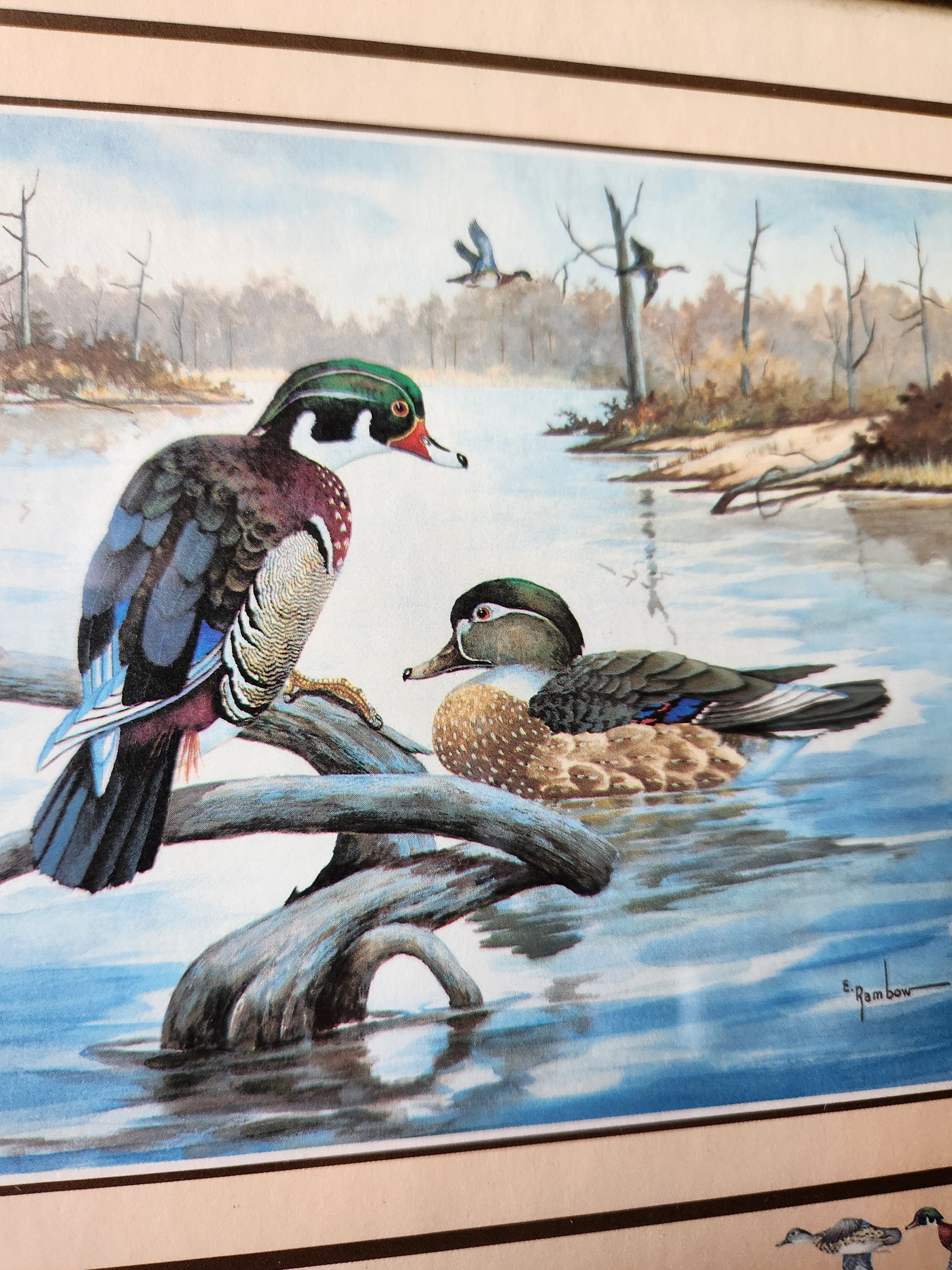 Vintage Erwin Rambow Lithograph Print-wood Ducks-wildlife Art-home ...