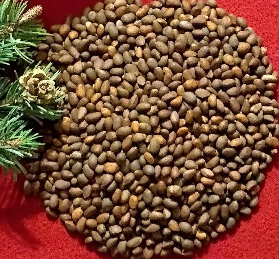 PINE Nuts-piñon-pinyon-2024 Harvest-raw-organic - Etsy