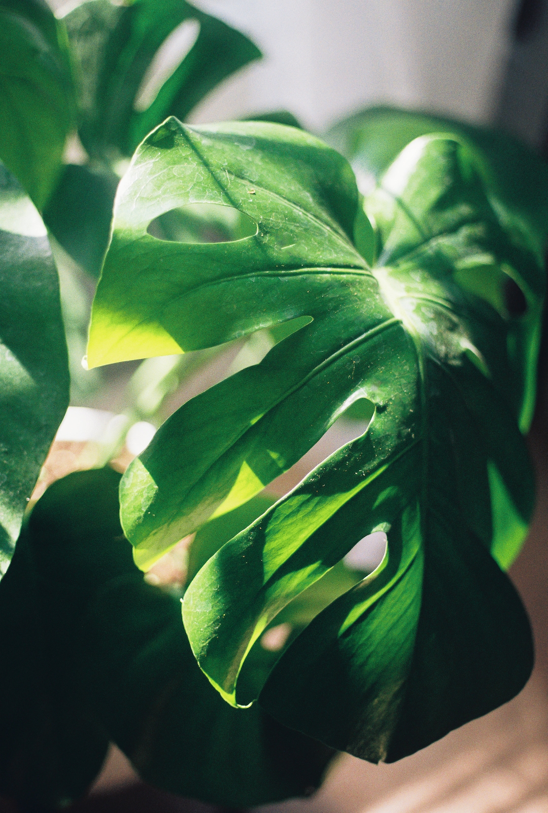Close-up Monstera Leaf Professional Fine Art Print - Etsy