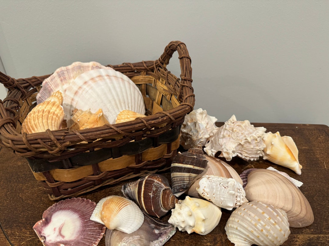 Vintage Beach Shells Basket - Etsy