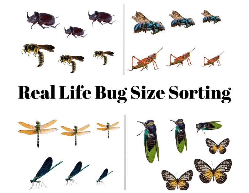 Real Life Bug Size Sorting - Etsy