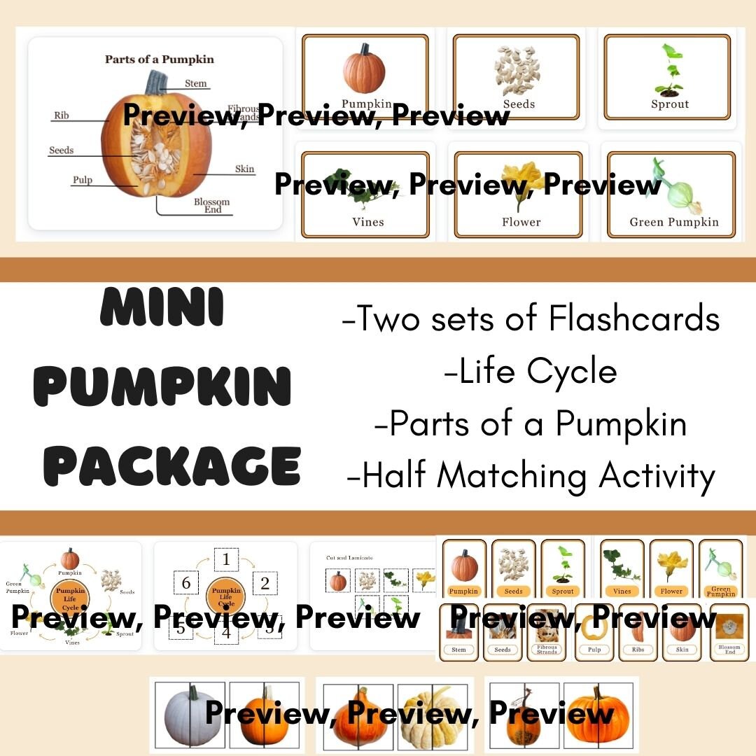 Mini Pumpkin Package - Etsy