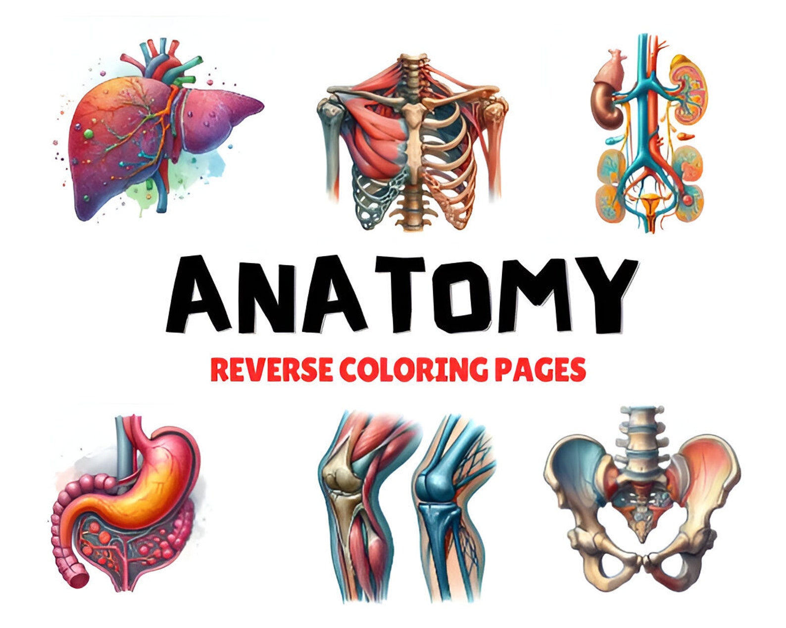 Anatomy Reverse Coloring Pages, Anatomy Reverse Coloring Book, Human ...