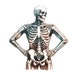 Anatomy Reverse Coloring Pages, Anatomy Reverse Coloring Book, Human ...