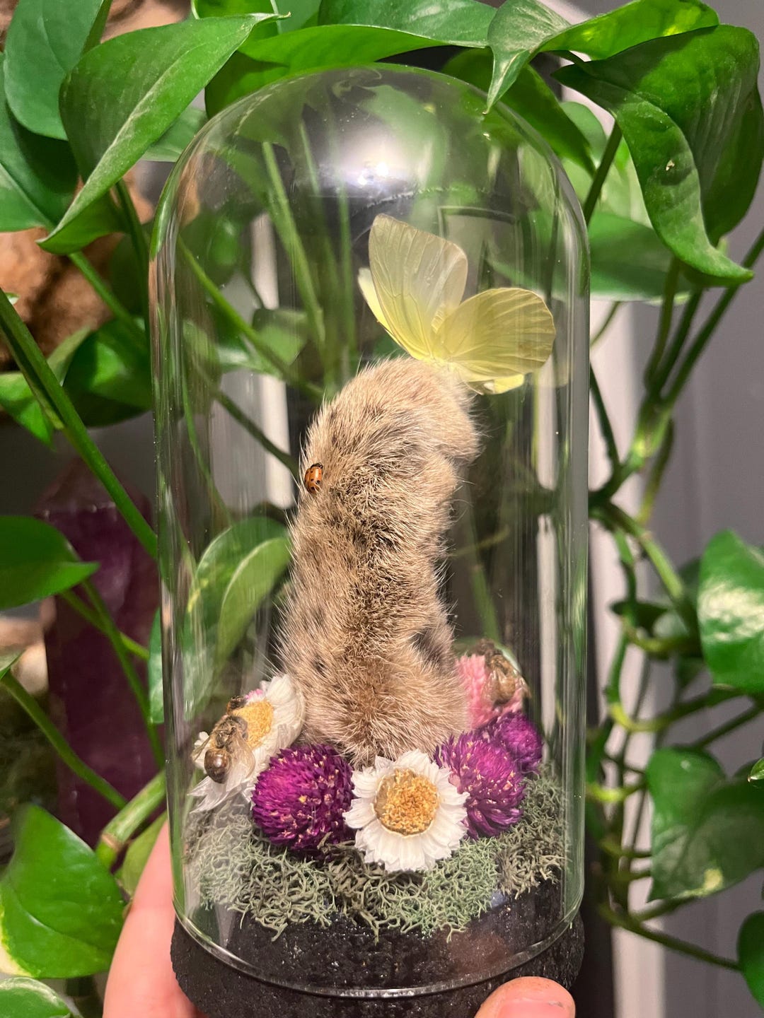 Taxidermy Bobcat Paw & Butterfly Glass Cloche With Real Ladybugs and ...