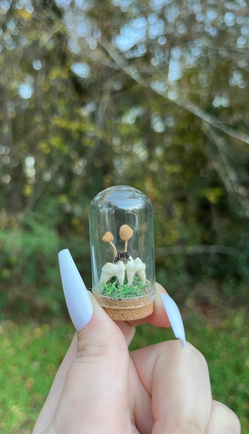 Raccoon Teeth & Ant Mini Oddity Dome With Real Dried Mushrooms - Etsy