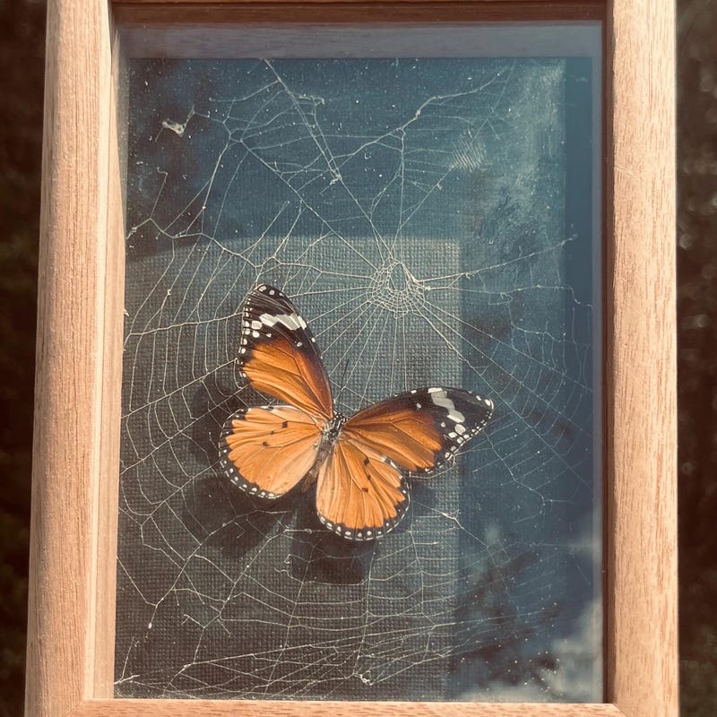 Framed Spider Web - Etsy