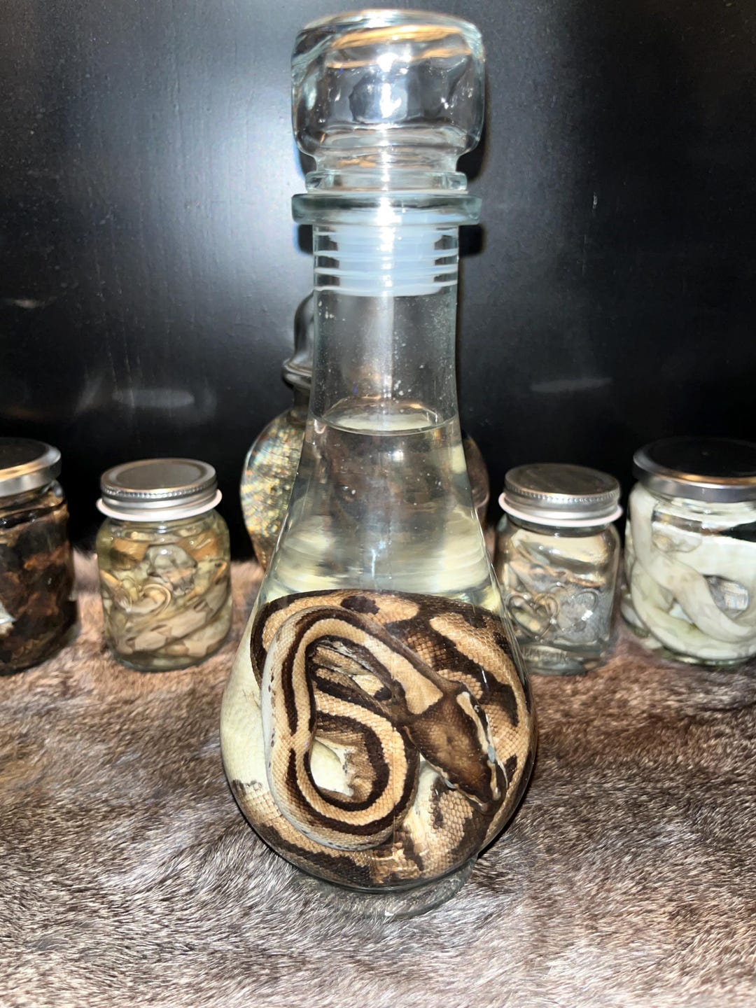 Juvenile Piedball Ball Python Wet Specimen, Preserved, Curio, Oddity, Curiosity - Etsy