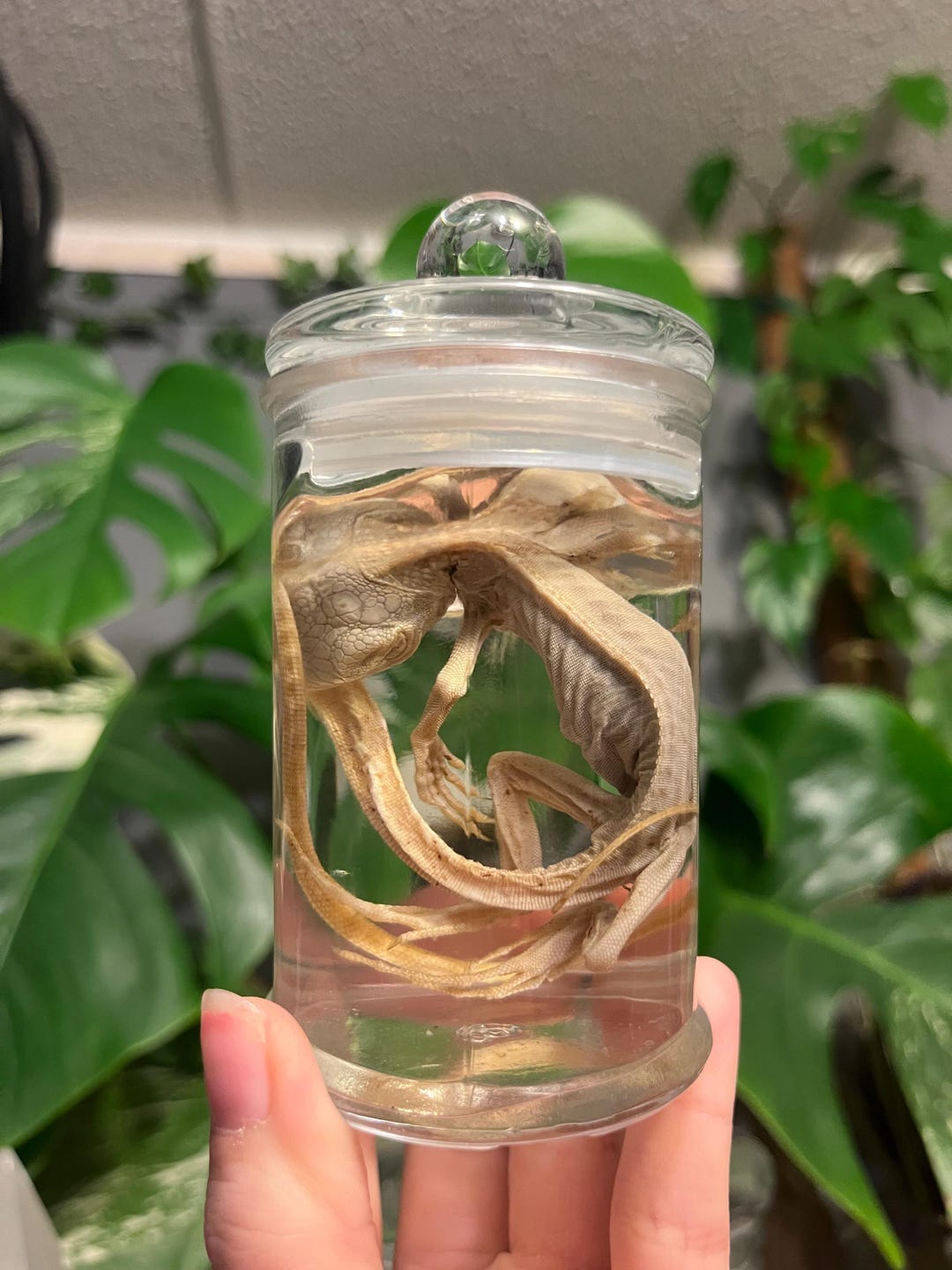 Baby Albino Iguana Wet Specimen, Oddity, Curiosity, Decor, Preserved ...
