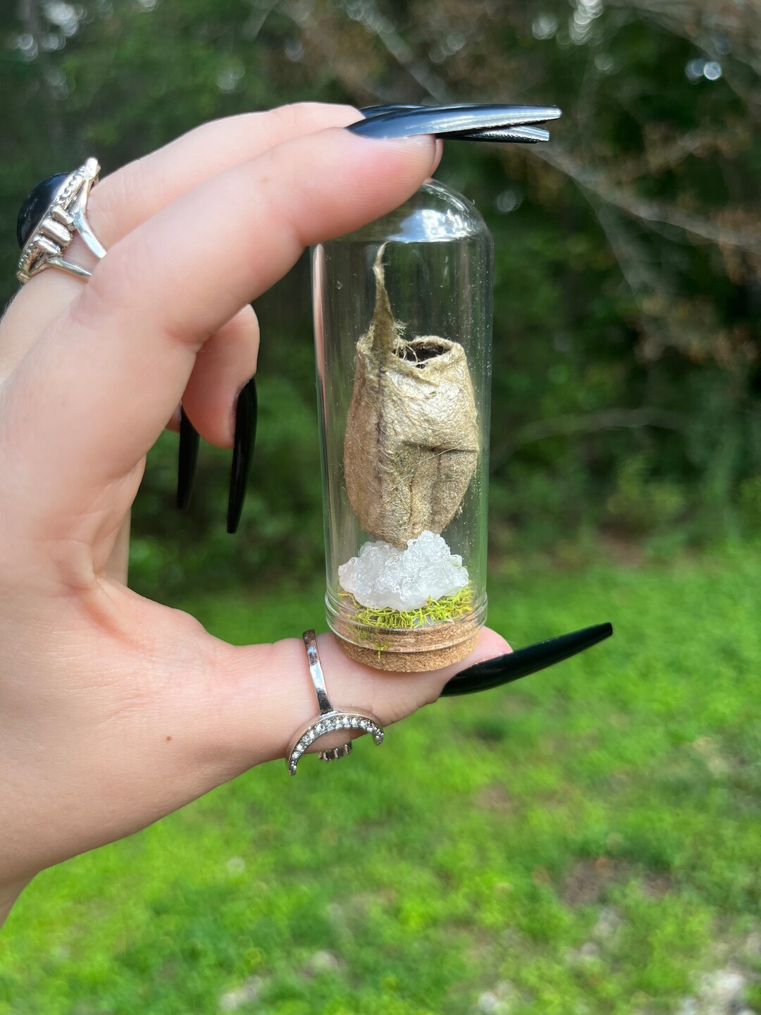 Luna Moth Cocoon Crystal Moss Mini Oddity Dome - Etsy