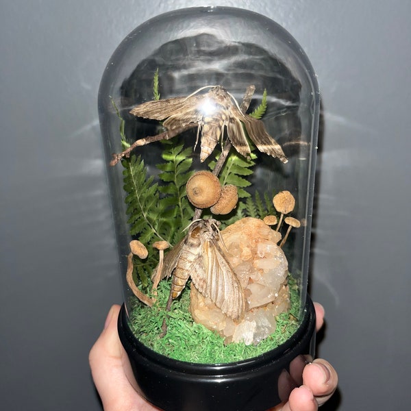Taxidermy Moths - Etsy