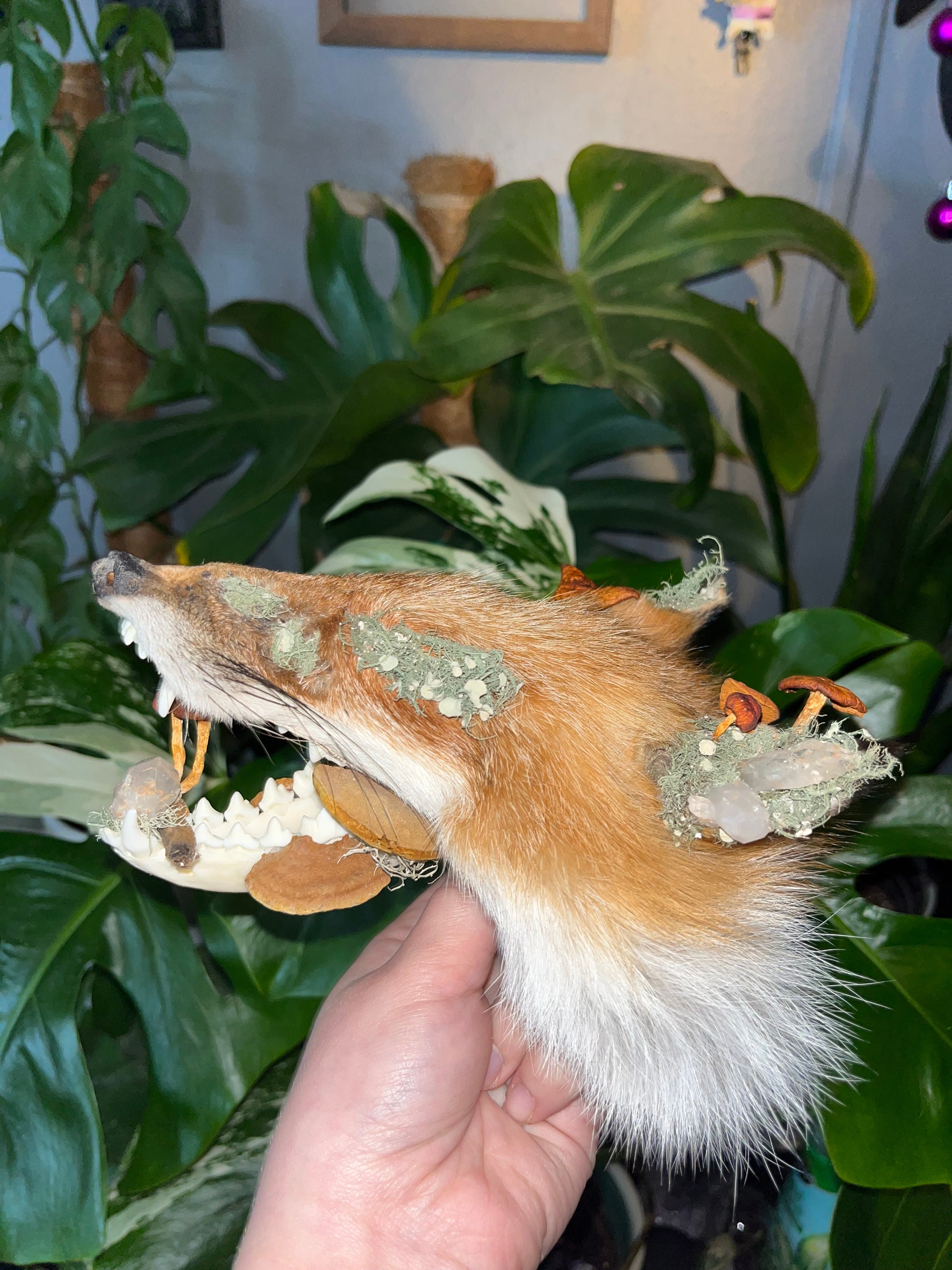Zombie Fox Taxidermy, Red Fox Face & Skull Taxidermy With Real Crystals ...