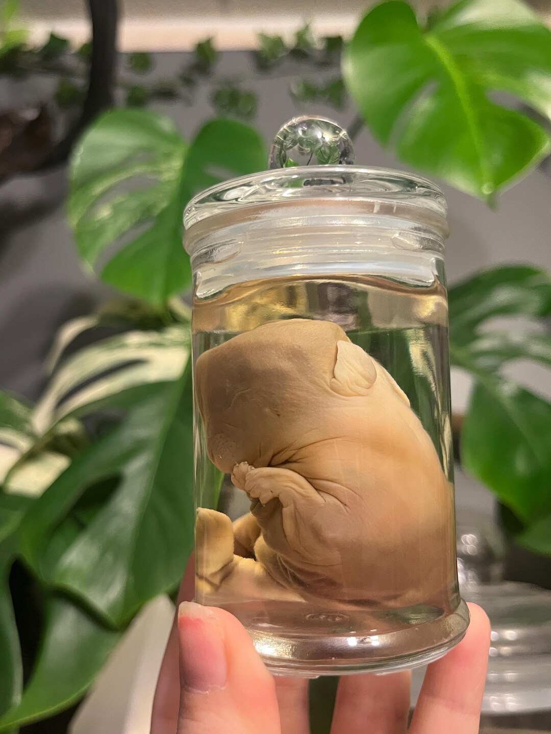 Baby Bunny With Naturally Deformed Skull Wet Specimen, Oddity ...