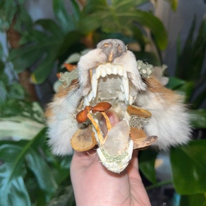 Zombie Fox Taxidermy, Red Fox Face & Skull Taxidermy With Real Crystals ...