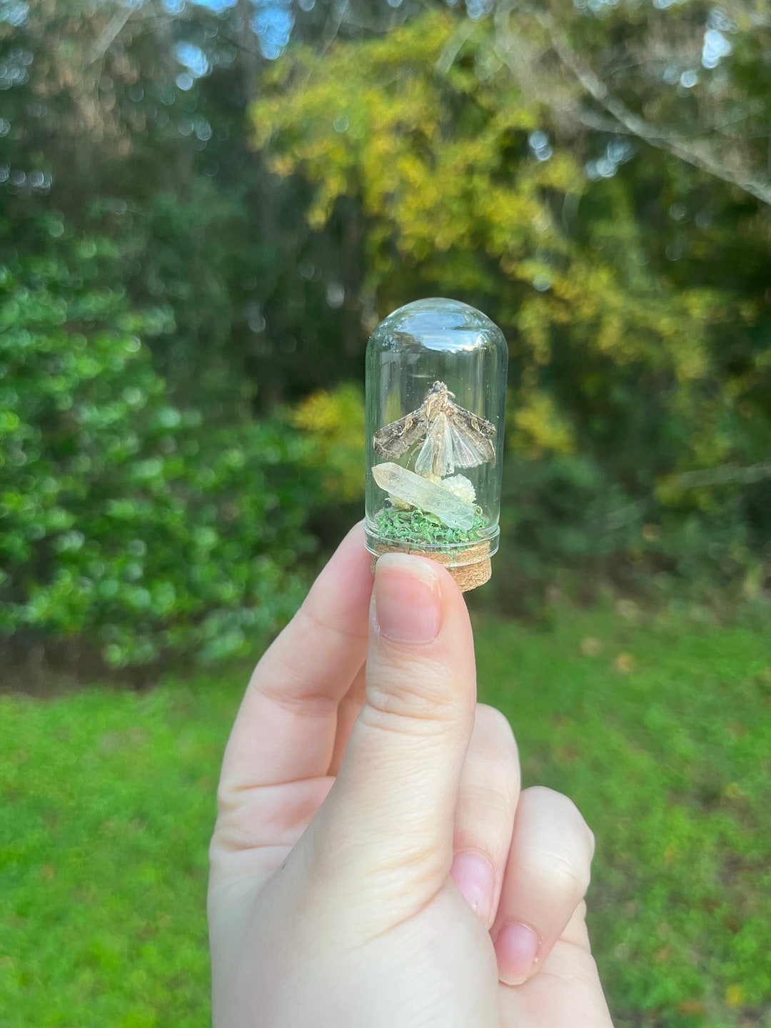 Mini Moth & Crystal Oddity Dome Taxidermy - Etsy