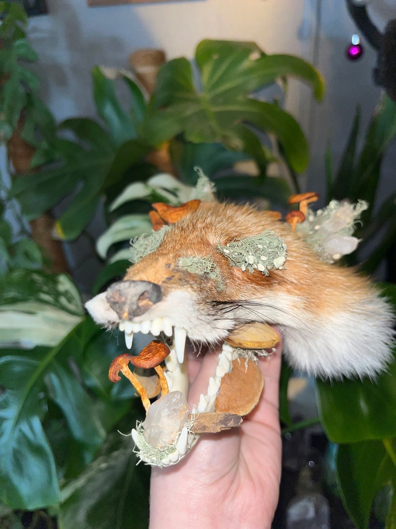 Zombie Fox Taxidermy, Red Fox Face & Skull Taxidermy With Real Crystals ...