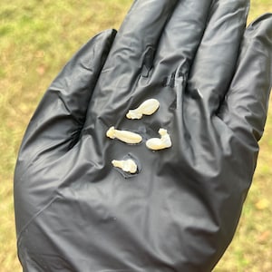 RARE Skunk Scent Gland Wet Specimen - Etsy