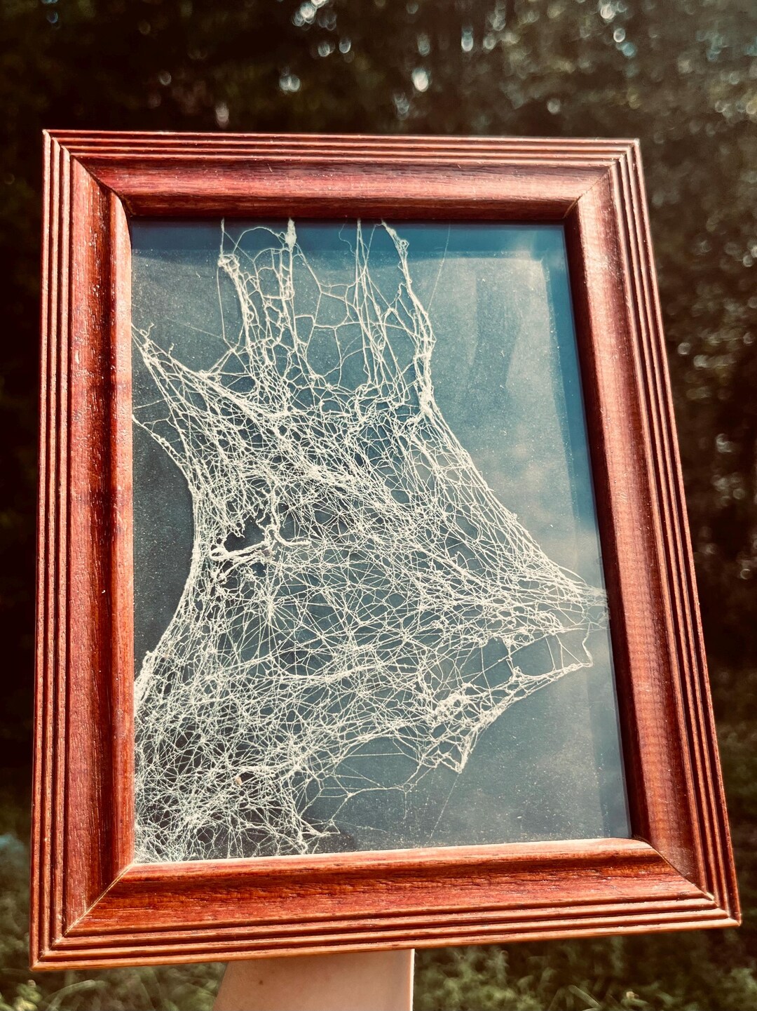 Real Preserved Spider Web Frames - Etsy
