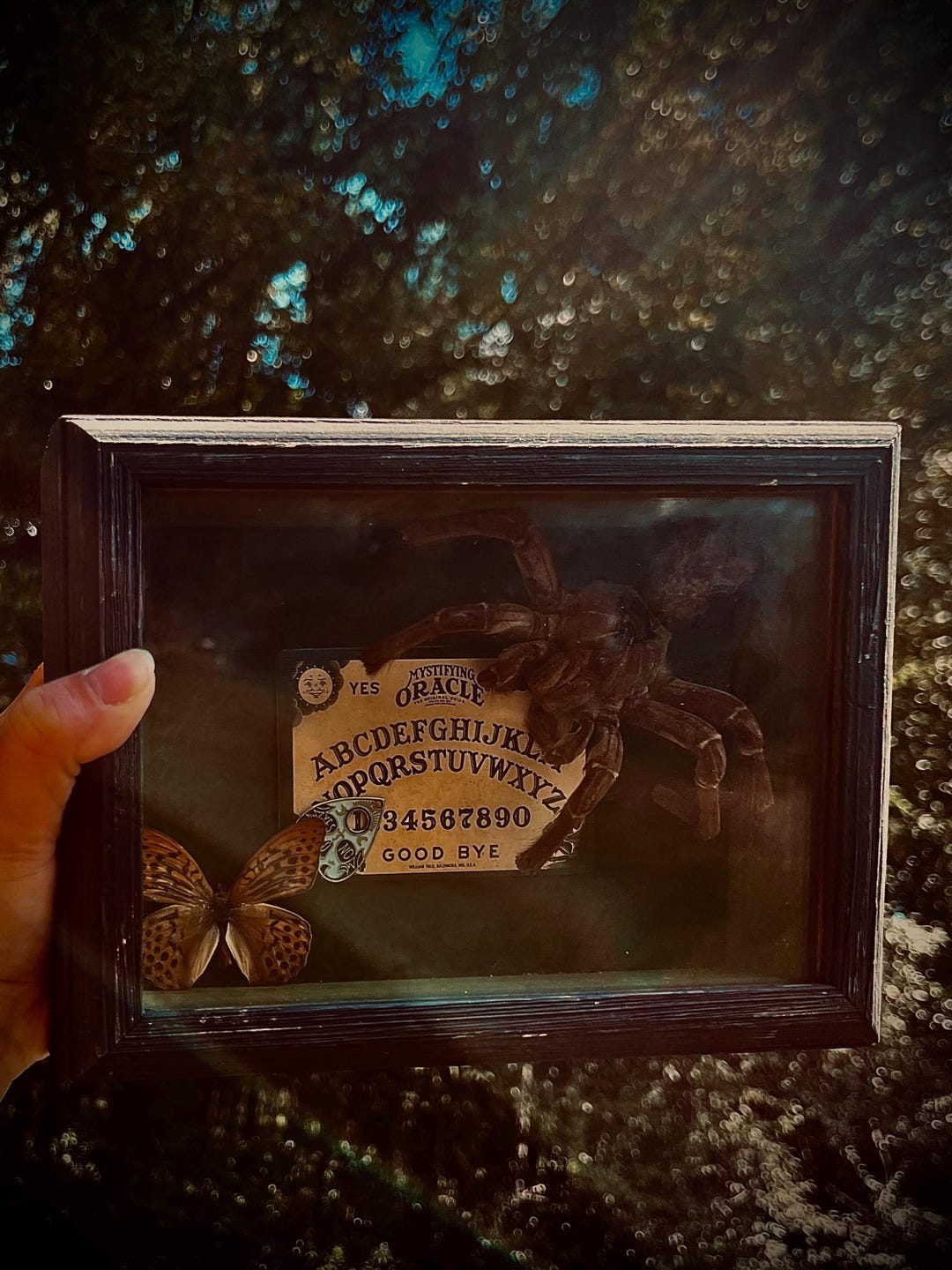 Real Mummified Bird Eating Tarantula & Butterfly Quija Board Shadow Box ...