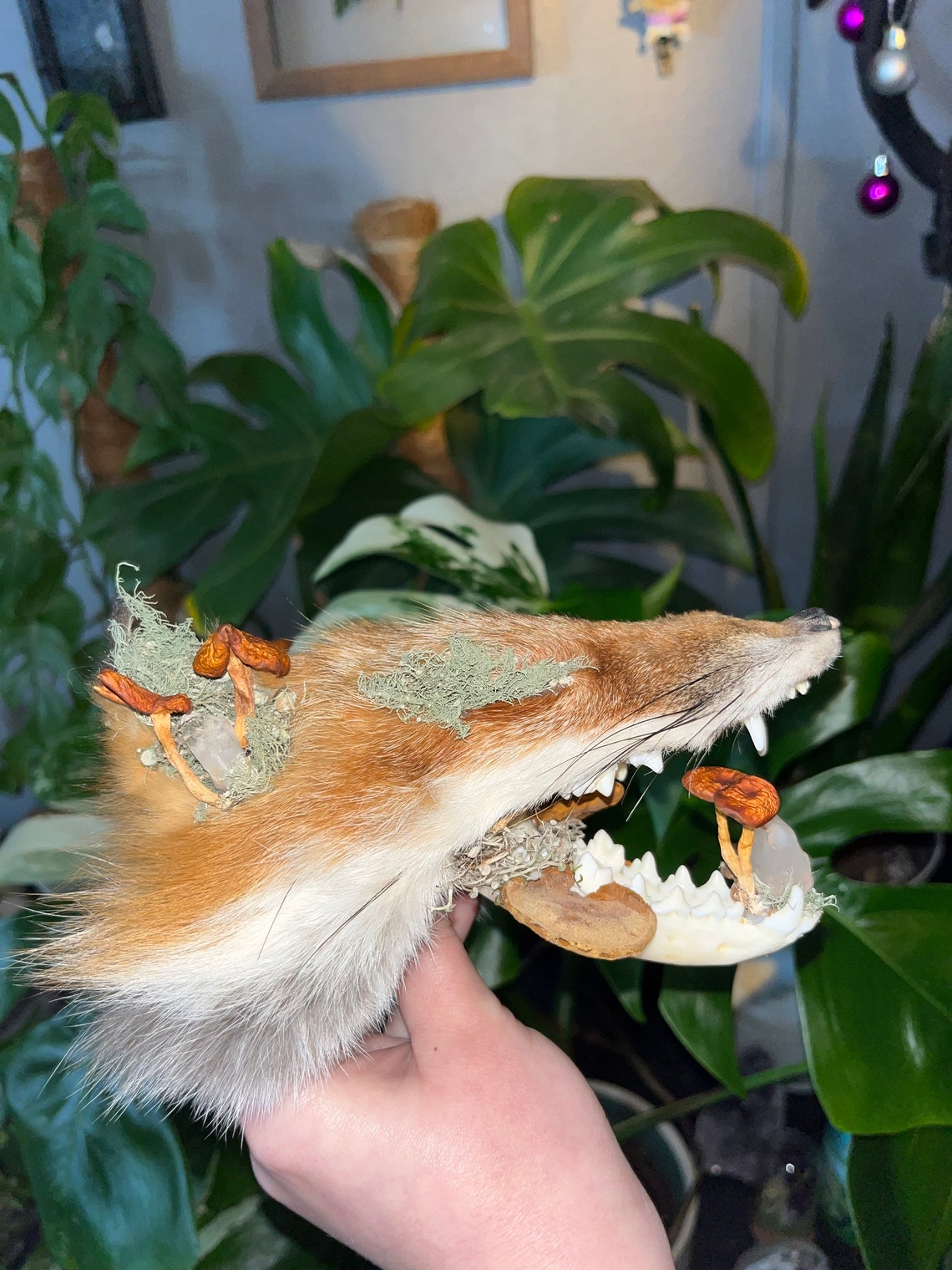 Zombie Fox Taxidermy, Red Fox Face & Skull Taxidermy With Real Crystals ...