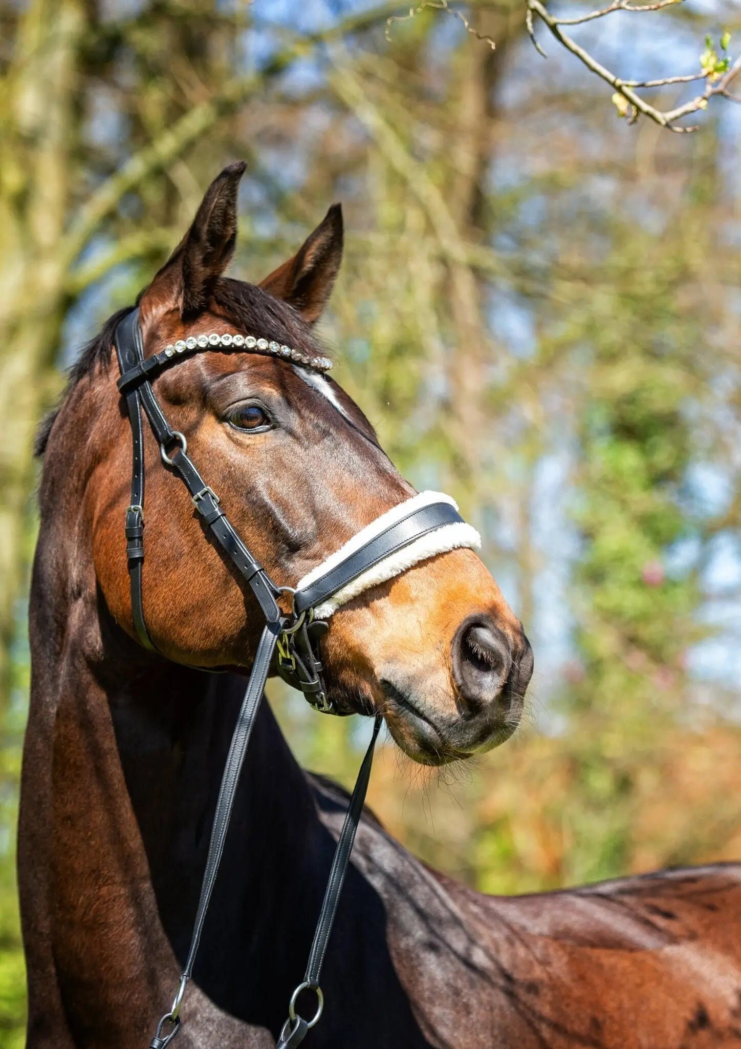 Harmony Bridle Anatomical Bitless Bridle With Crystal Headband - Etsy