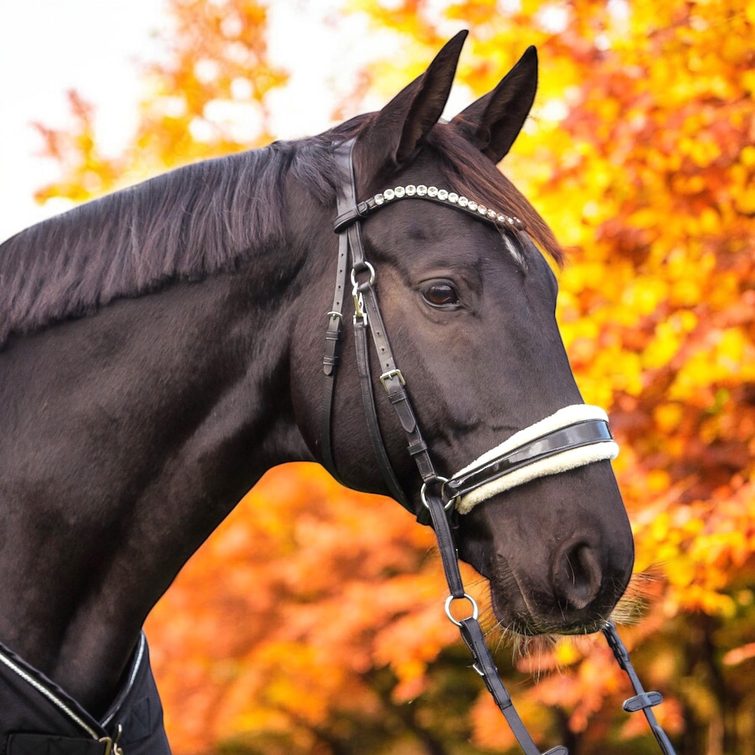 Bitless Bridle in Patent Leather / Sidepull / Bitless Bridle / Riding ...
